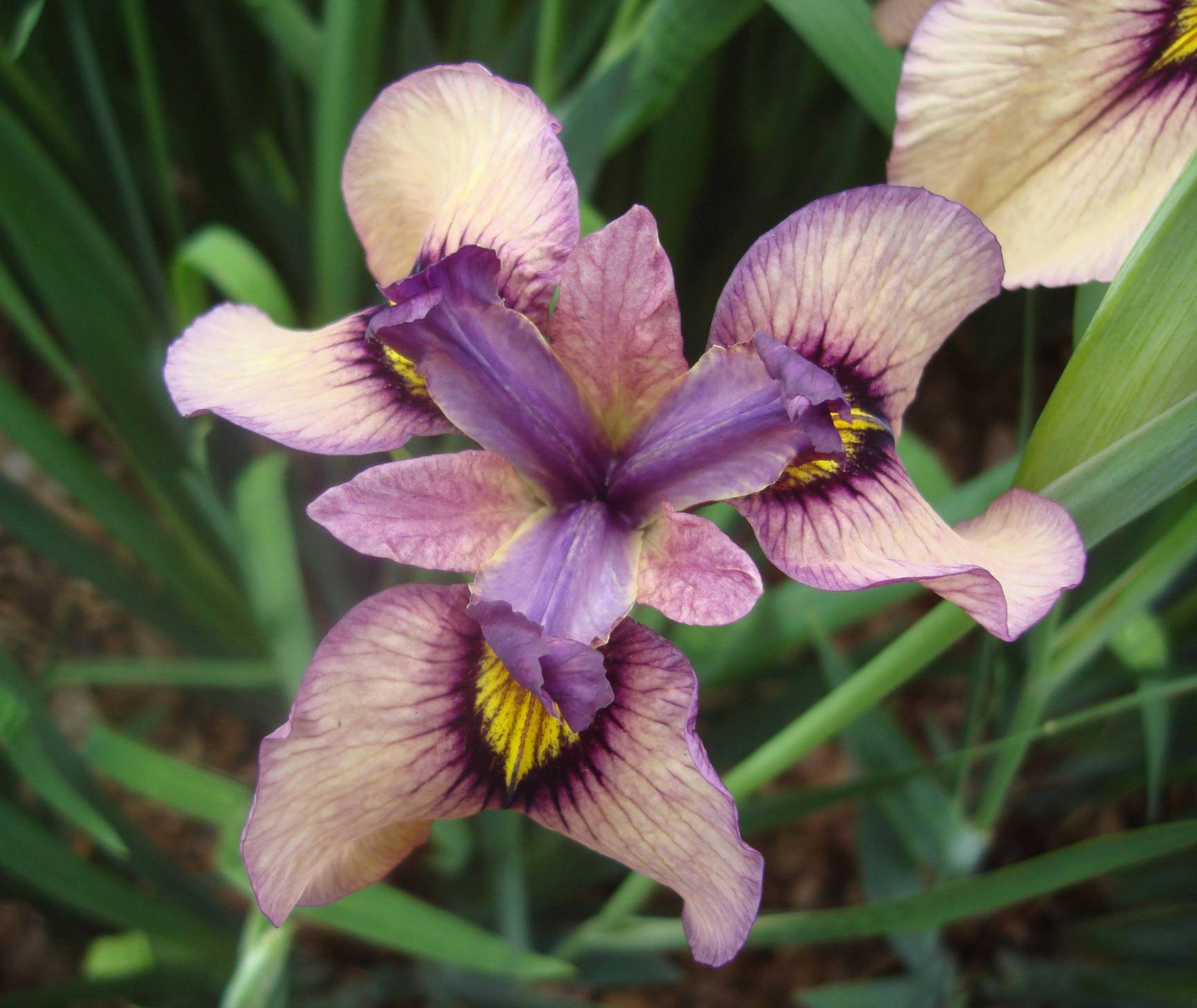 Draycott Gardens: Beardless Irises from Carol Warner