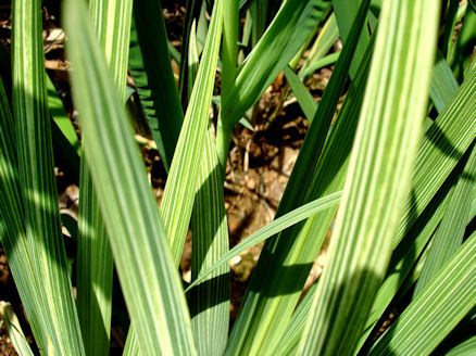 2015 Pseudata Introductions